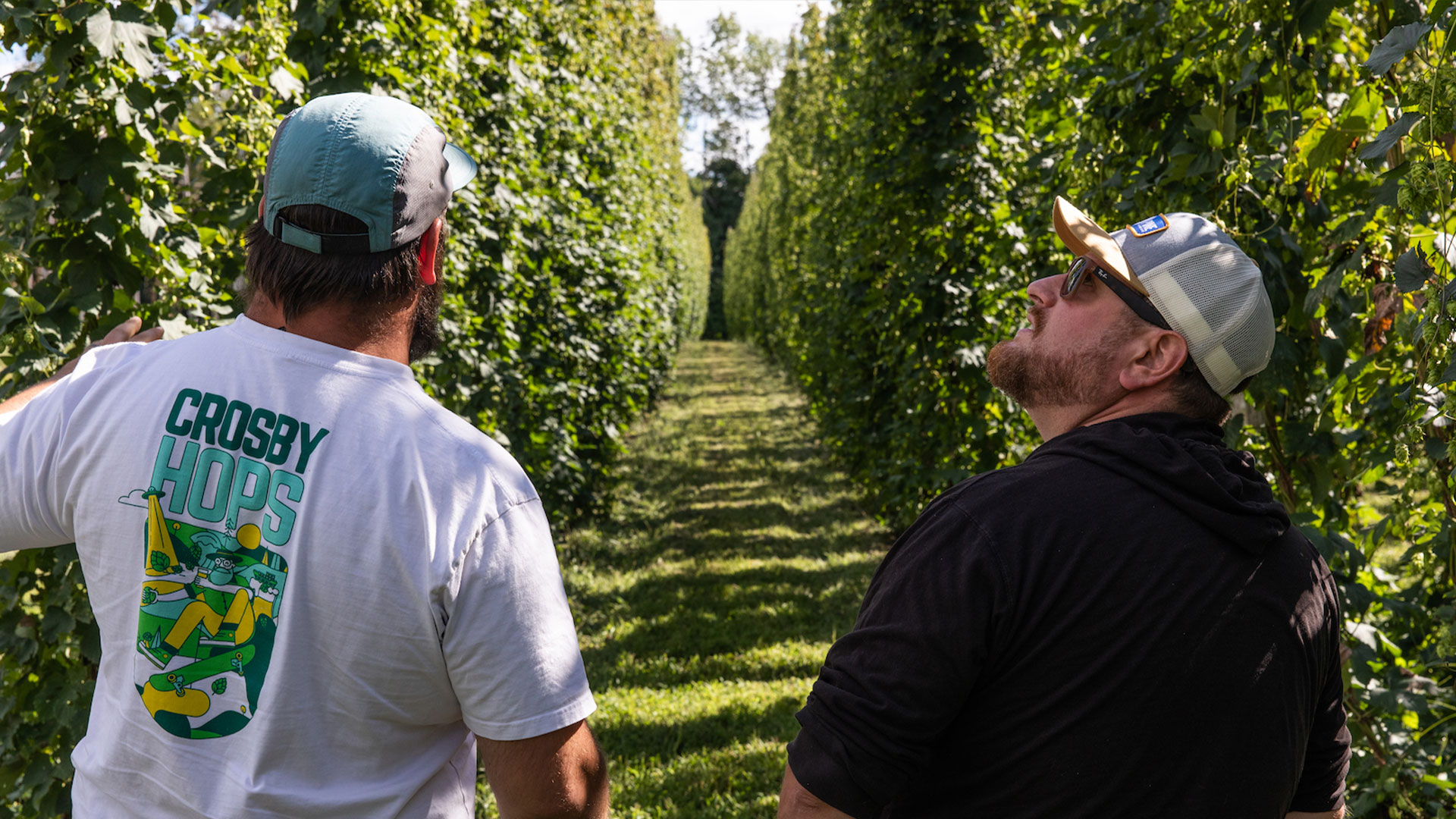 2022 Harvest with The Hop Yard - Lone Pine Brewing Company